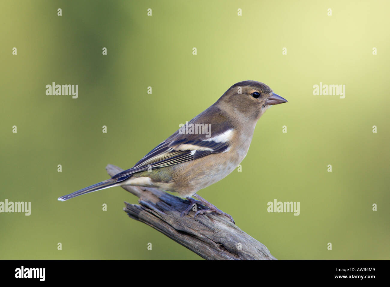 Female chaffinch markings hi-res stock photography and images - Alamy