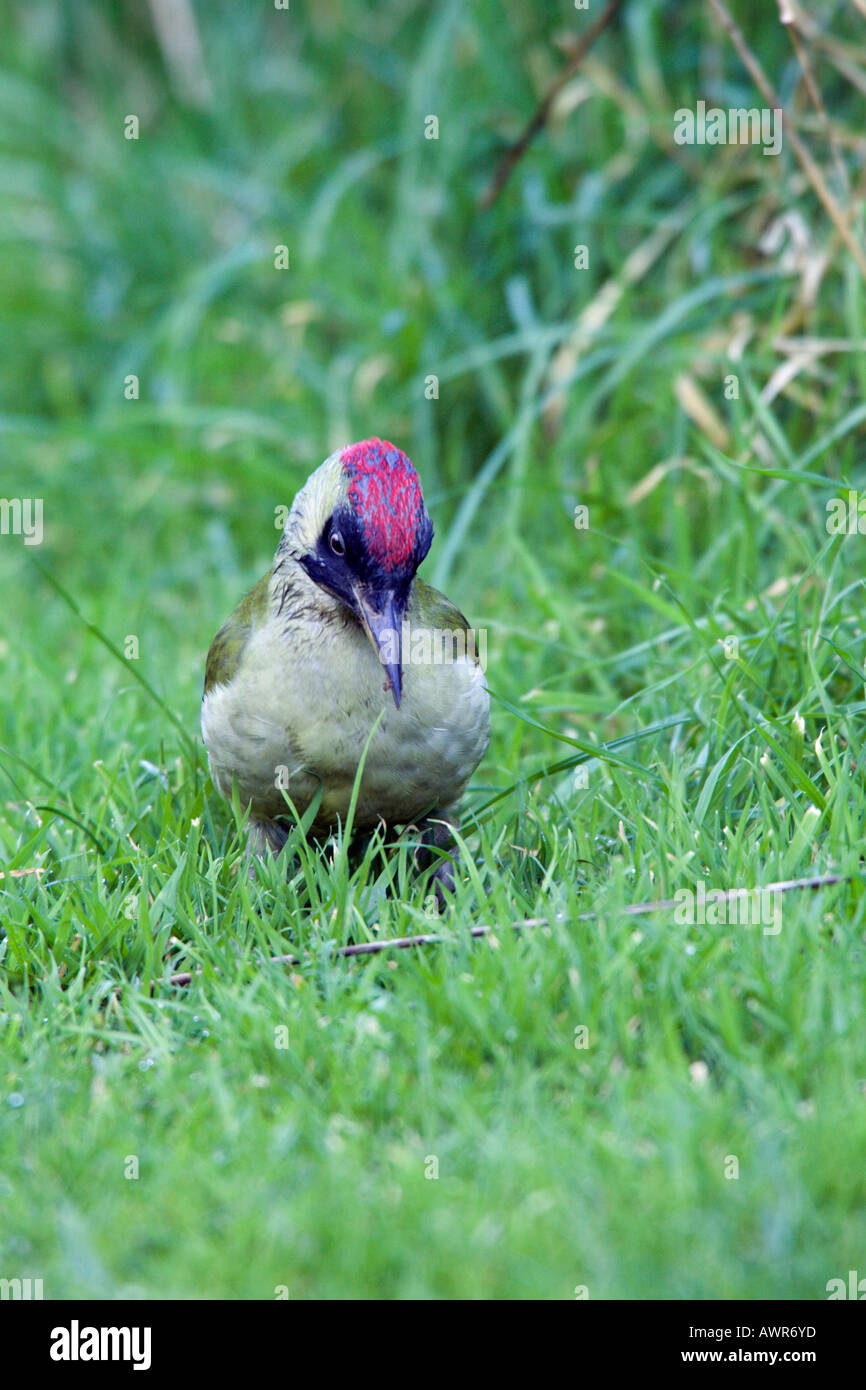 Green woodpecker Picus viridis front view looking down at ground Stock ...