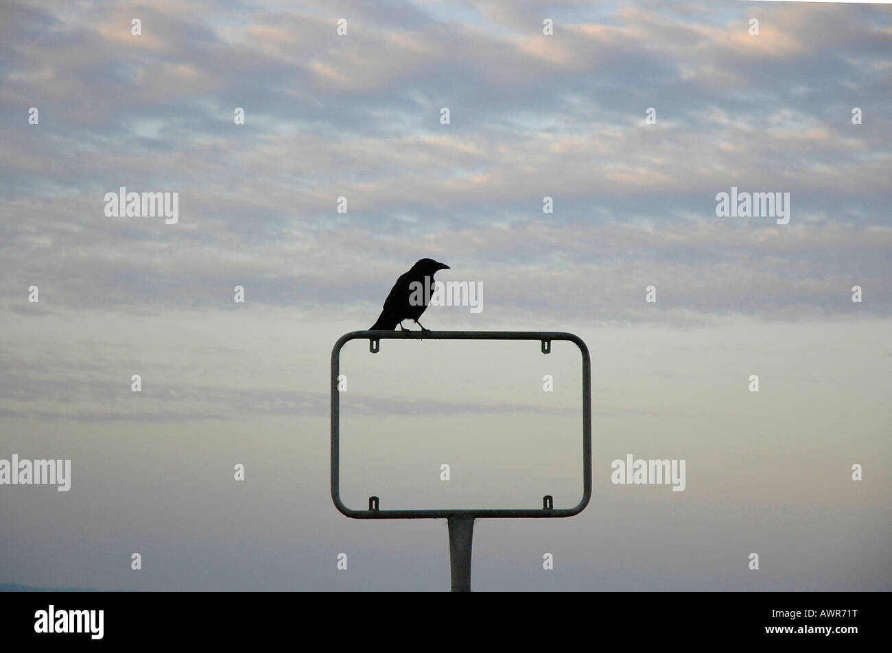 Crow perched atop empty sign frame Stock Photo - Alamy