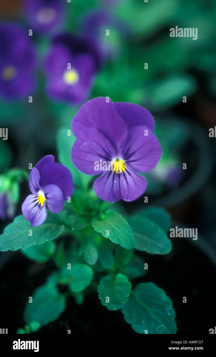 Pansies - Viola Penny Blue Stock Photo - Alamy