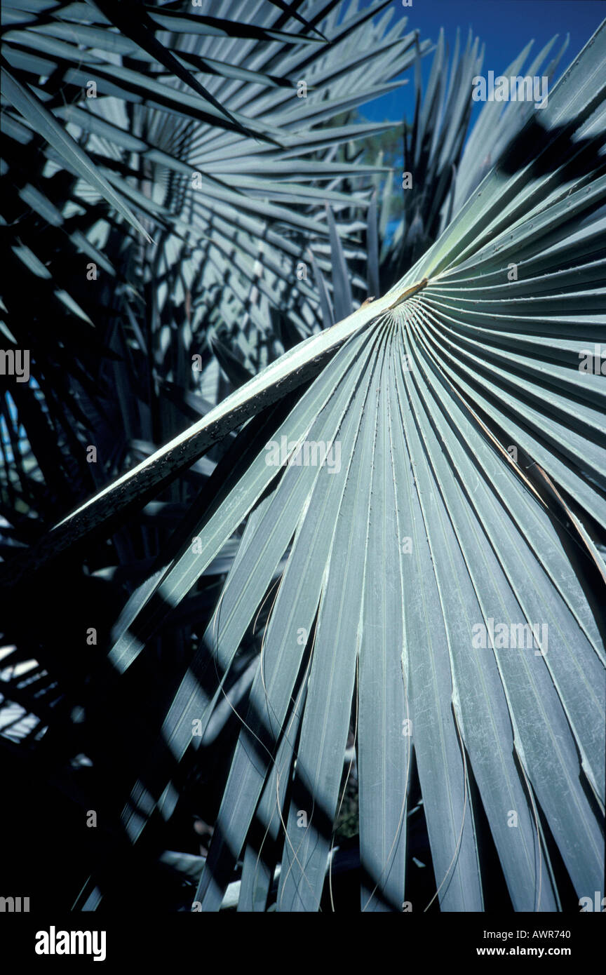 Abstract Palm Leaf I Stock Photo - Alamy