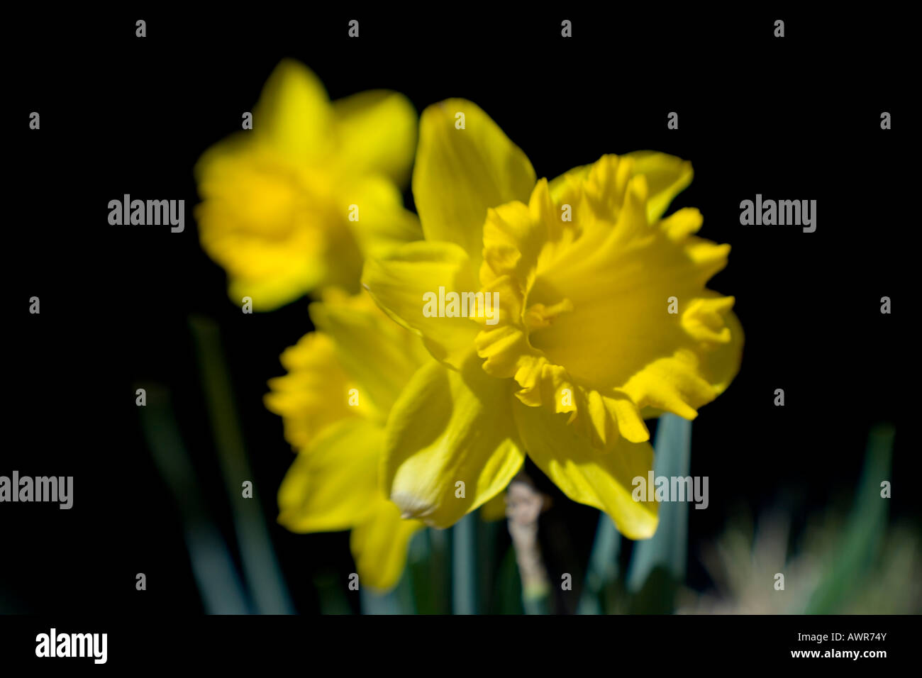 Yellow daffodil in bloom hi-res stock photography and images - Alamy