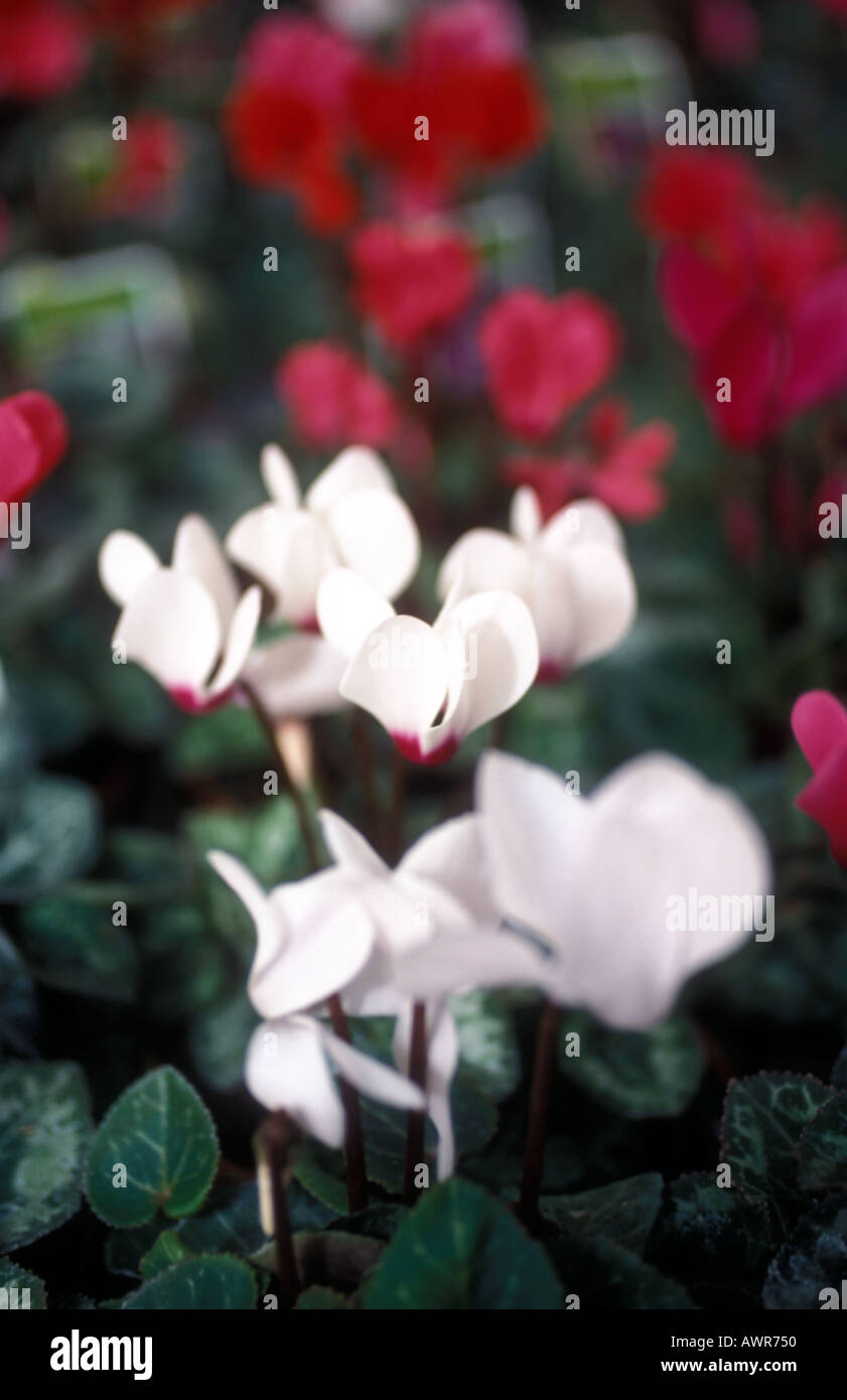 Miracle garden blooms hi-res stock photography and images - Alamy