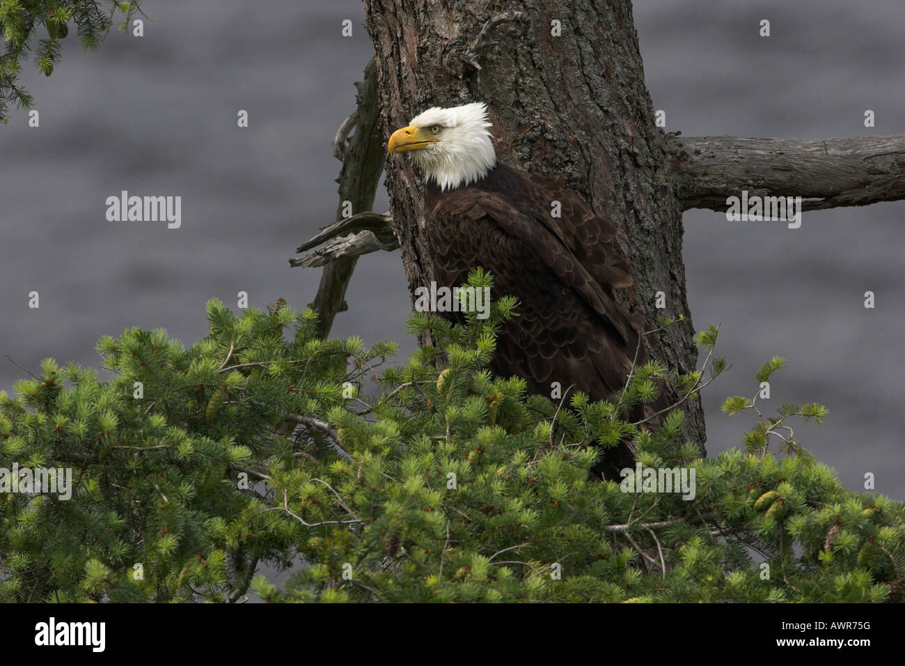 Bald Eagle Haliaeetus leucocephalus adult portrait sitting in tree close to nest side view to ...