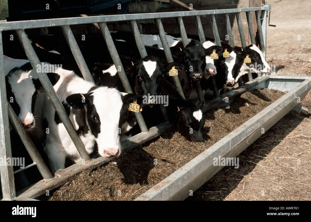 Housed Holstein Friesian calves youngstock feeding on silage from a ...