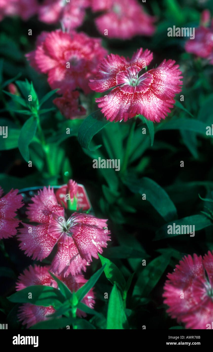 Indian carnation hi-res stock photography and images - Alamy