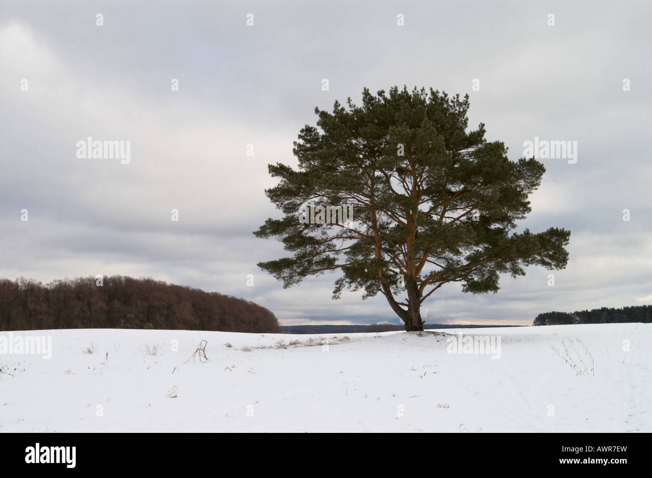 Single pine tree hi-res stock photography and images - Alamy