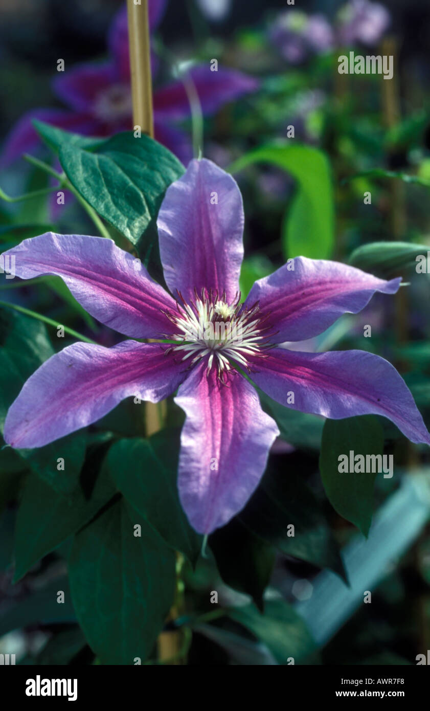 Clematis - Fireworks Stock Photo - Alamy