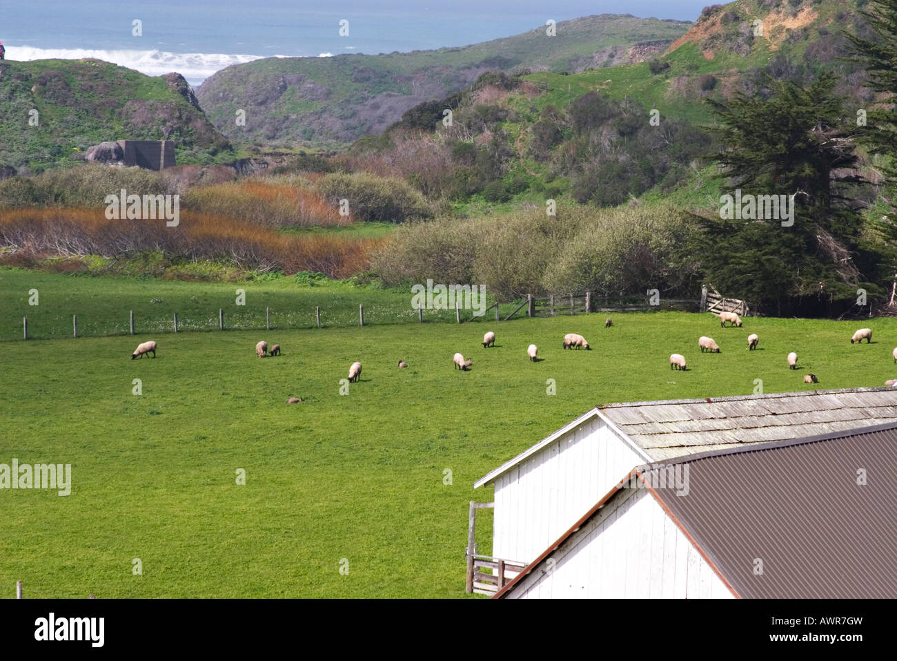 sheep farm on pacific coast Stock Photo - Alamy