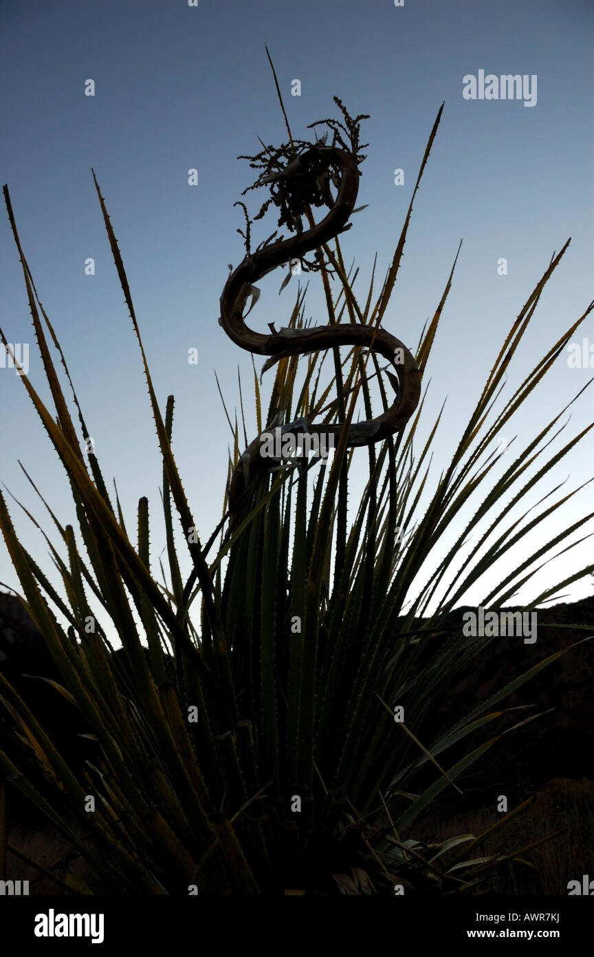 A sinuous flower stem. Big Bend National Park, Texas, USA Stock Photo ...