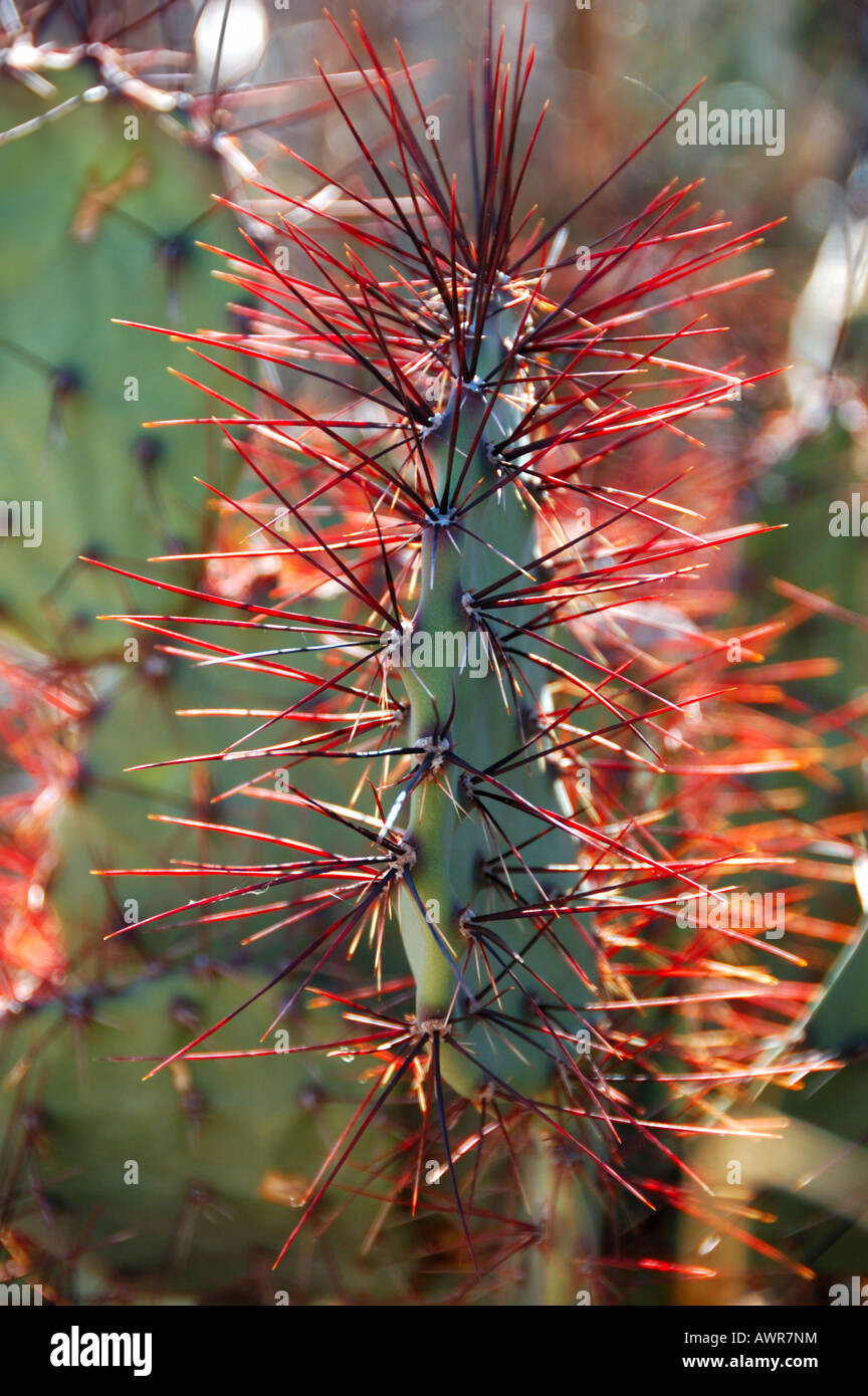 A spiny cactus in the Big Bend National Park, Texas, USA Stock Photo ...