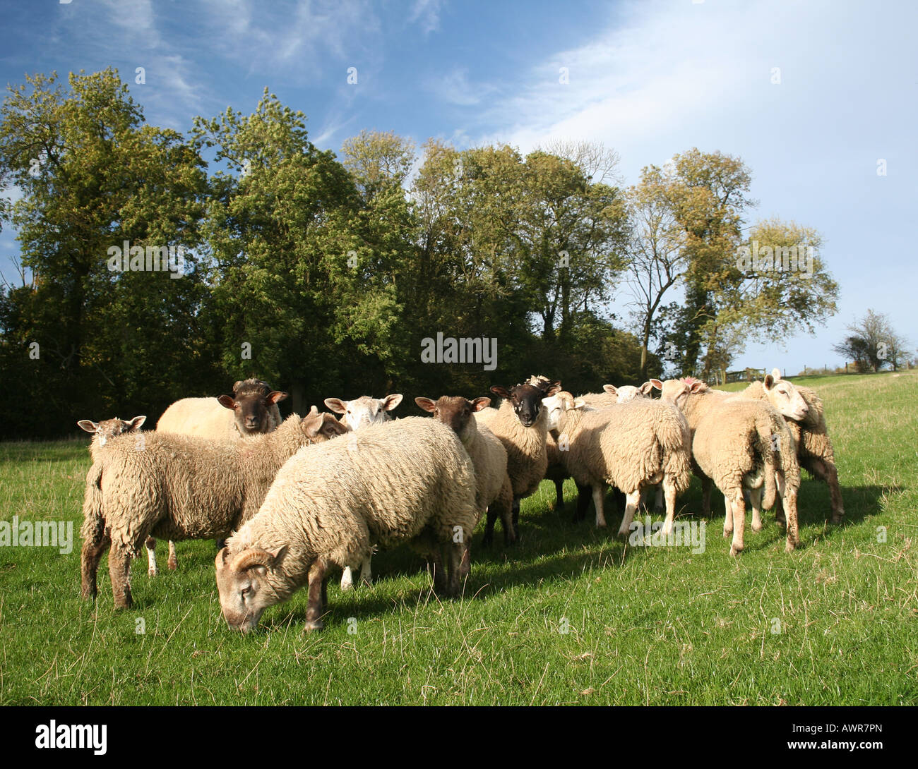 A field of sheep in the Cotswolds Stock Photo - Alamy