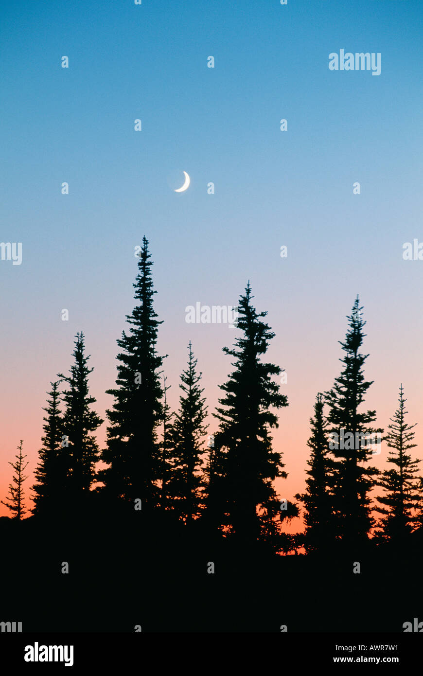 Subalpine forest below Hurricane Ridge Olympic National Park Washington ...
