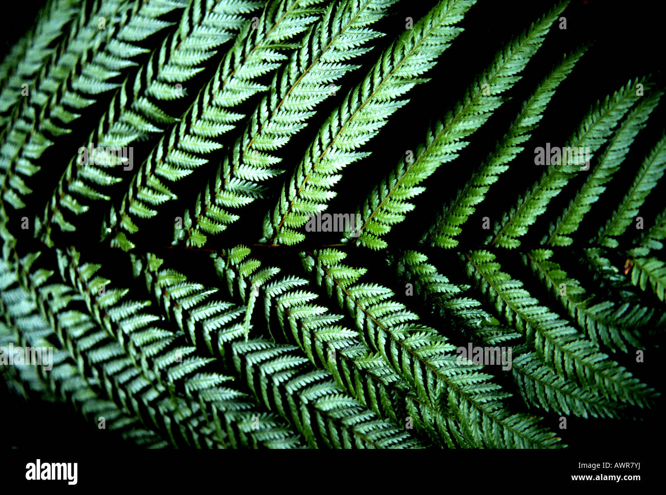 Close up of fern leaf New Zealand Stock Photo - Alamy
