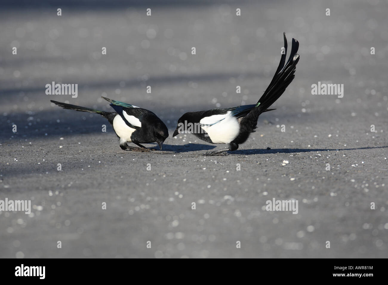MAGPIE PICA PICA PAIR SCAVENGING ON TARMAC CARPARK Stock Photo - Alamy