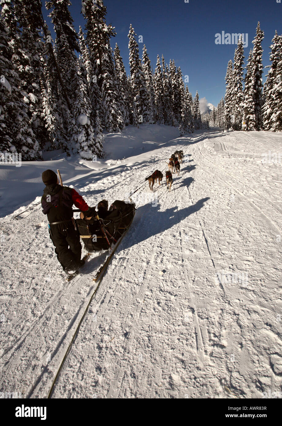 Dog sled racing in Alberta Stock Photo - Alamy