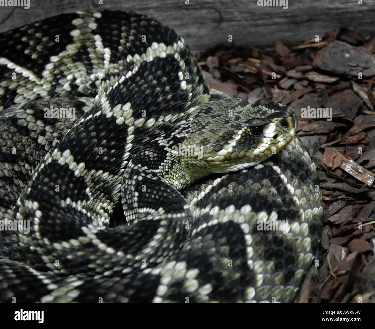 Eastern diamondback rattlesnake strike hi-res stock photography and ...