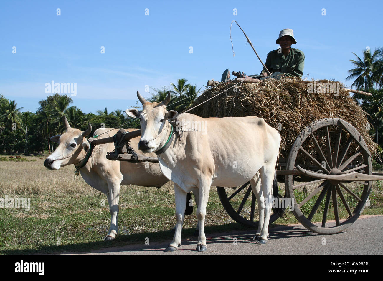 Buffalo cart hi-res stock photography and images - Alamy
