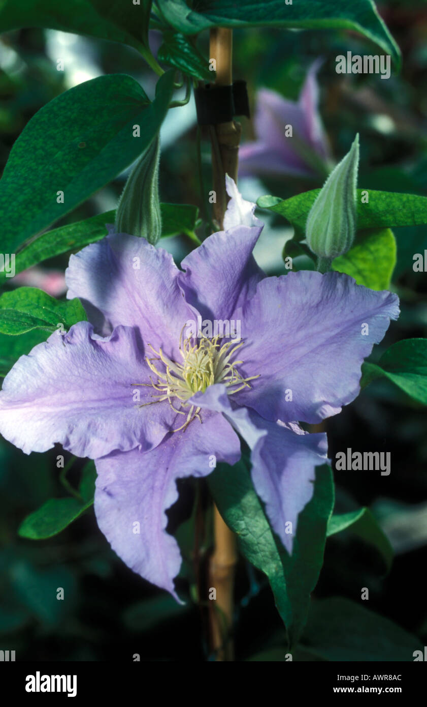 Clematis - Daniel Deronda Stock Photo - Alamy