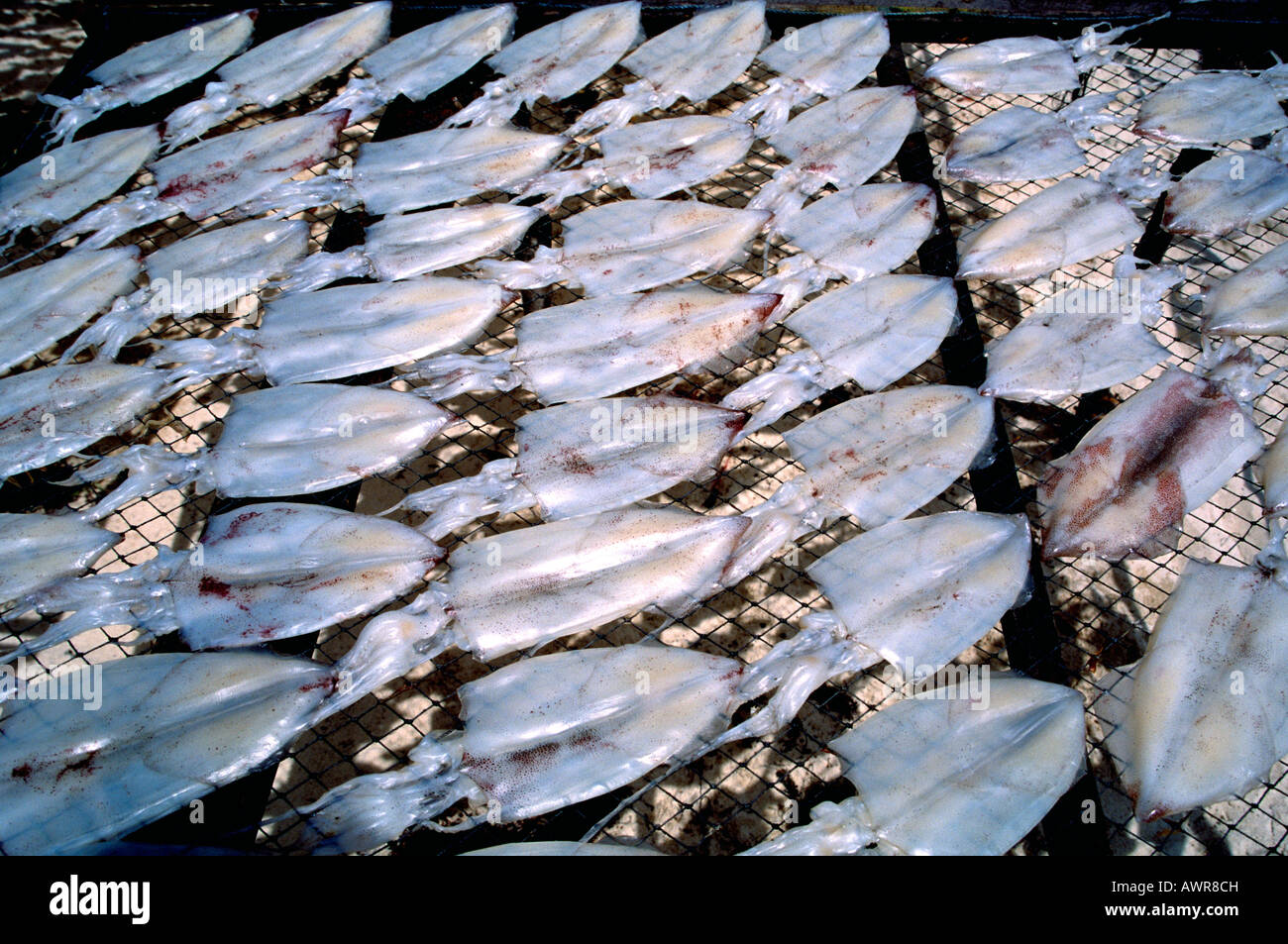 Fish drying in sun on beach in Thailand Stock Photo - Alamy