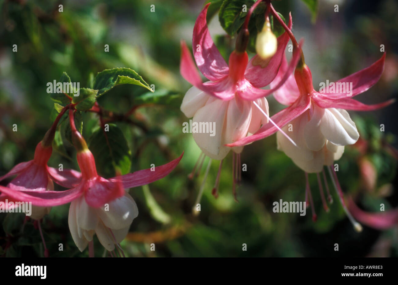 Hardy fuchsia display hi-res stock photography and images - Alamy