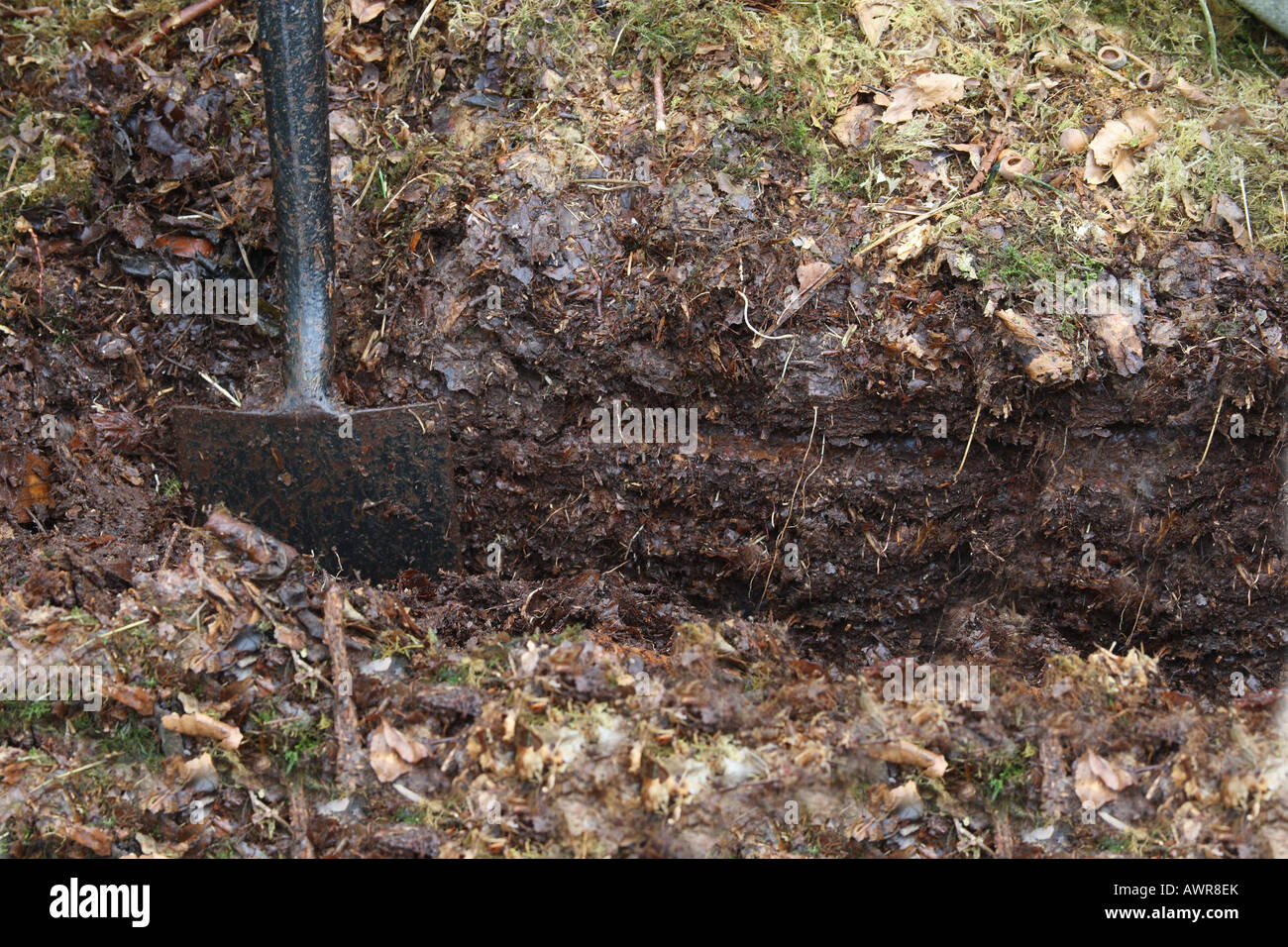 Leaf Mold High Resolution Stock Photography and Images - Alamy
