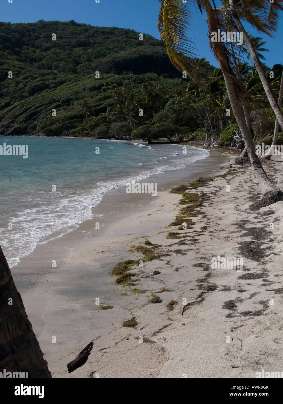 Palm lined, white sand beach at Spring Bay, Bequia Stock Photo - Alamy