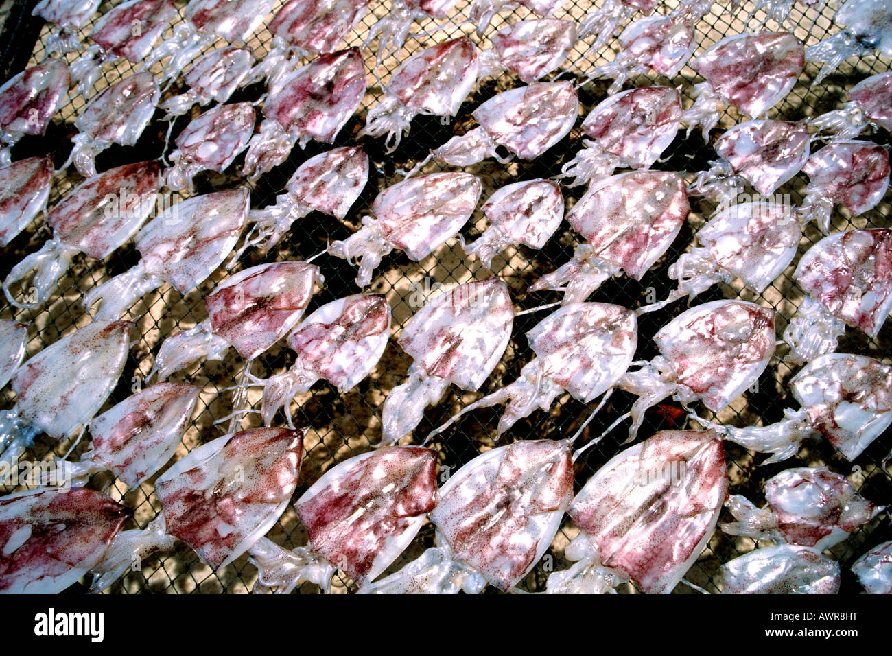 Cuttlefish drying on beach in Thailand Stock Photo - Alamy
