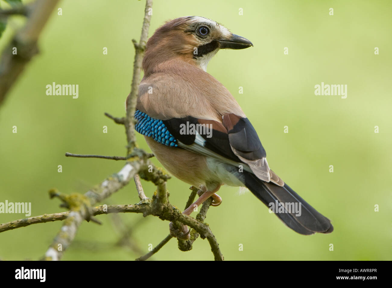 A Jay, in profile, sitting on a twig Stock Photo - Alamy
