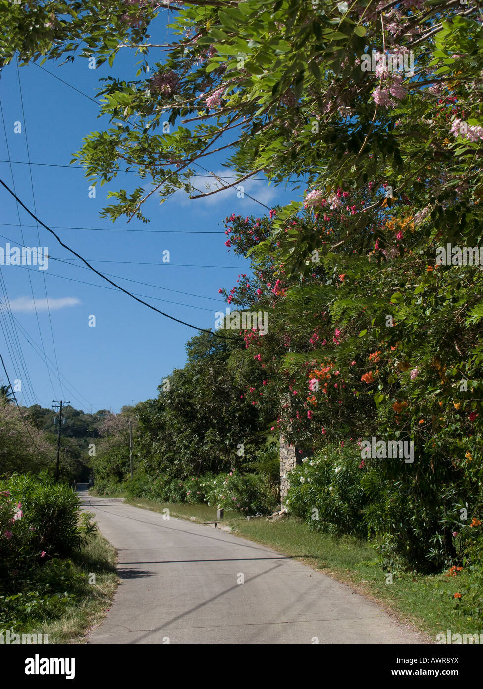 Spring bequia hi-res stock photography and images - Alamy