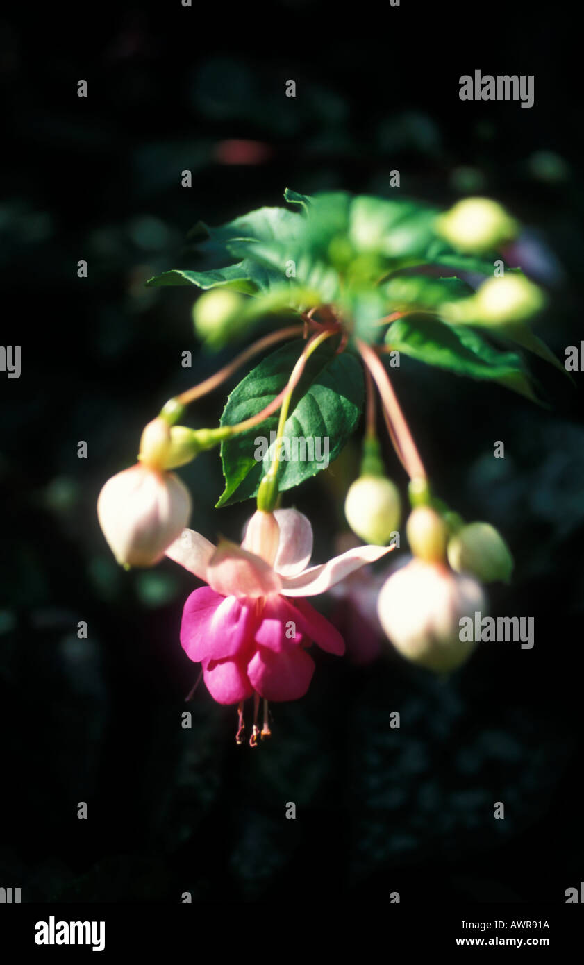 Hardy Fuschia High Resolution Stock Photography and Images - Alamy