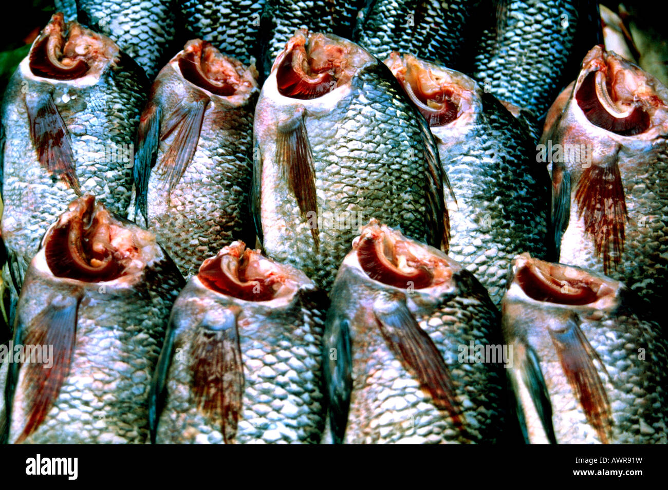 Headless fish on stall in Thai food market Stock Photo - Alamy