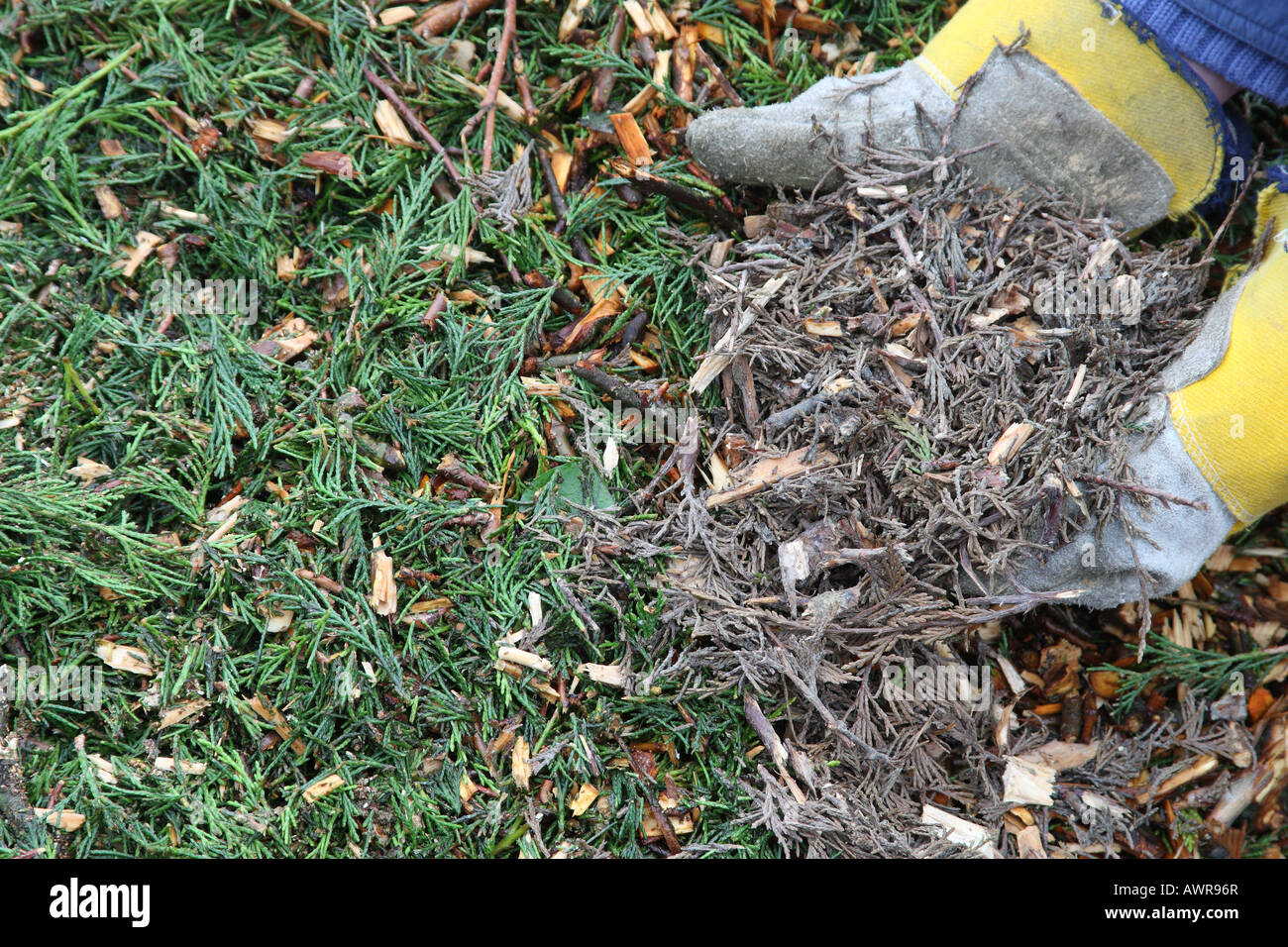 COMPOSTING CONIFER TRIMMINGS FUNGAL GROWTH STARTS WITHIN A WEEK WHERE ...