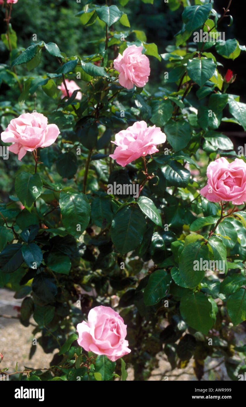 Pink Rose Hybrid T Pink Rose Stock Photo - Alamy