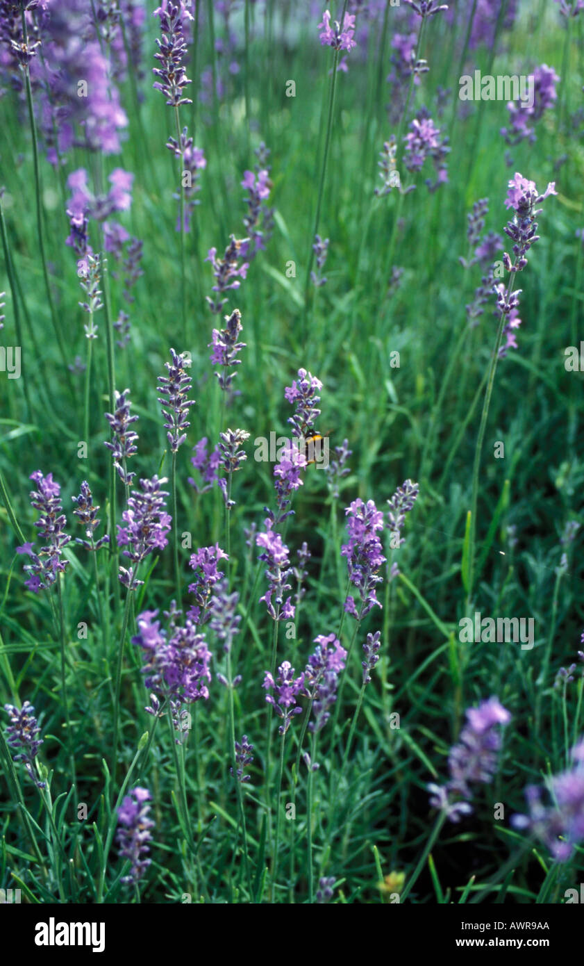 Lavendula spica hi-res stock photography and images - Alamy