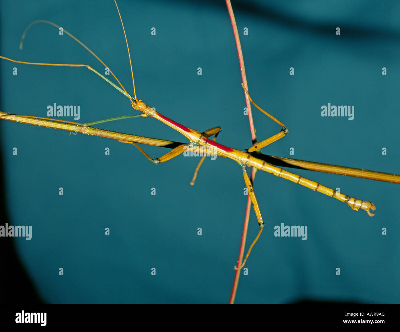 Portrait of a giant walking stick Megaphasma dentricus Stock Photo - Alamy