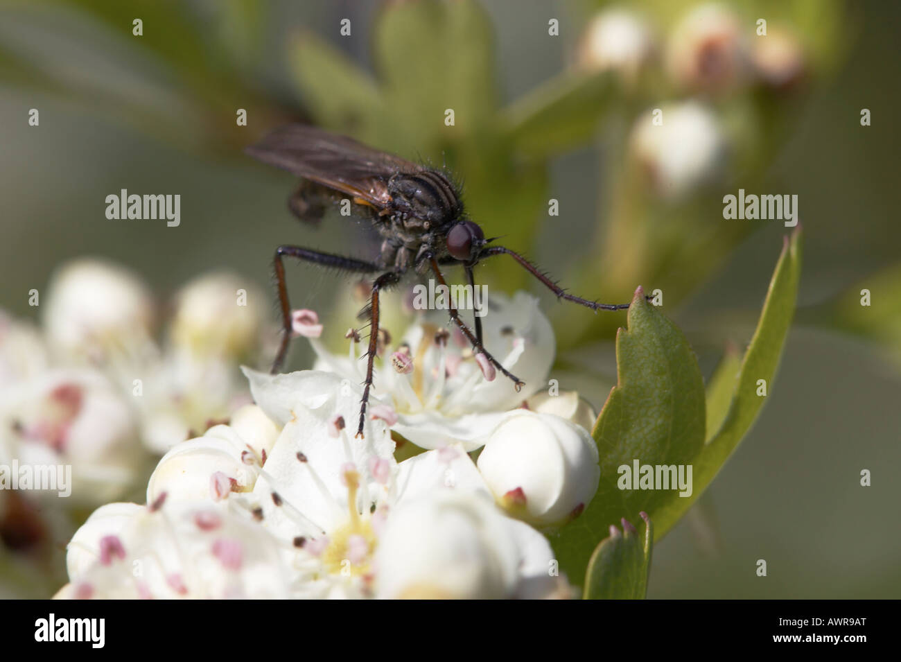 Bibio hortulanus on hawthorn flowers Stock Photo - Alamy