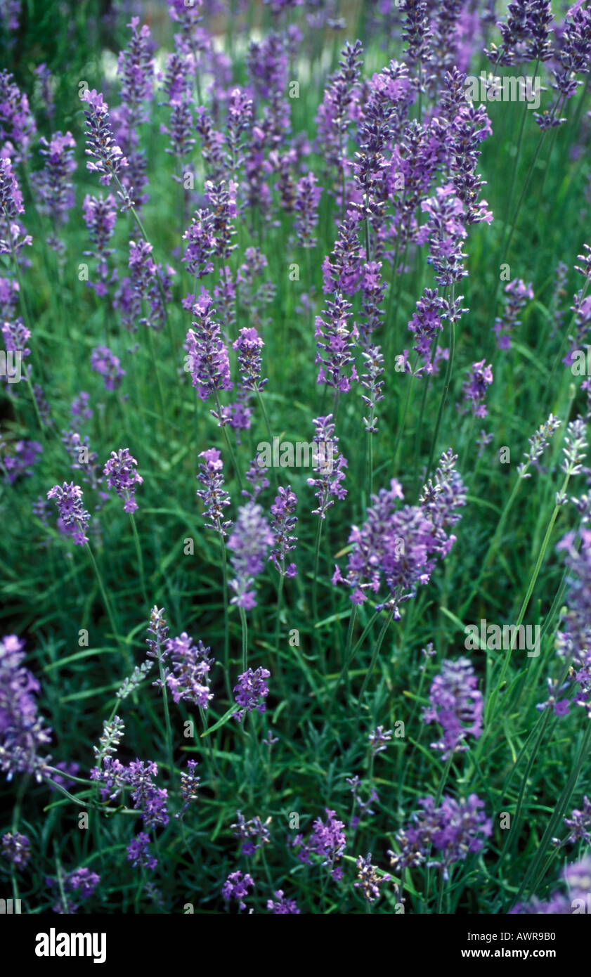 Lavender - Lavendula Spica Stock Photo - Alamy