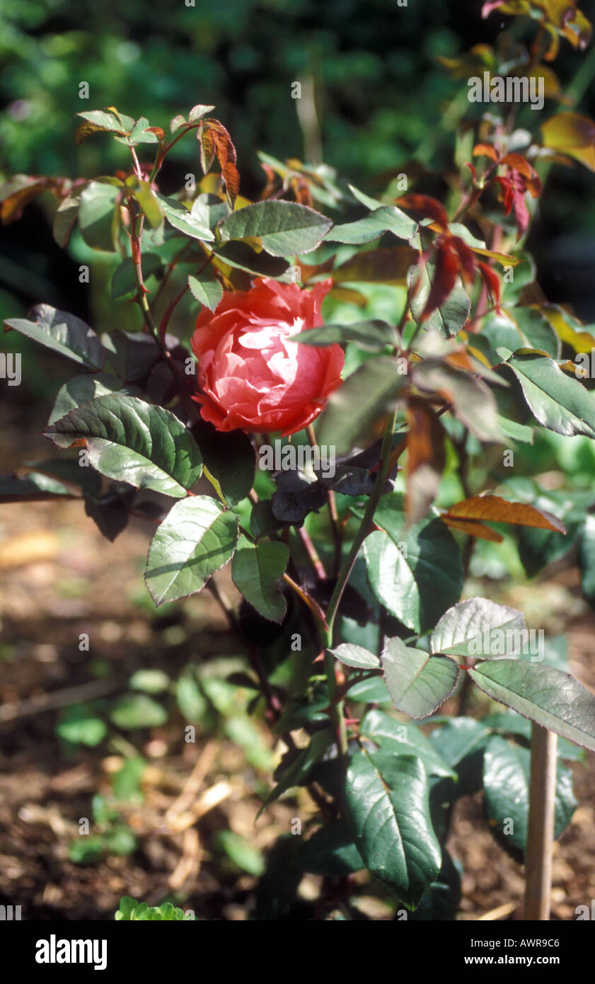 Rose scarlet queen elizabeth hi-res stock photography and images - Alamy