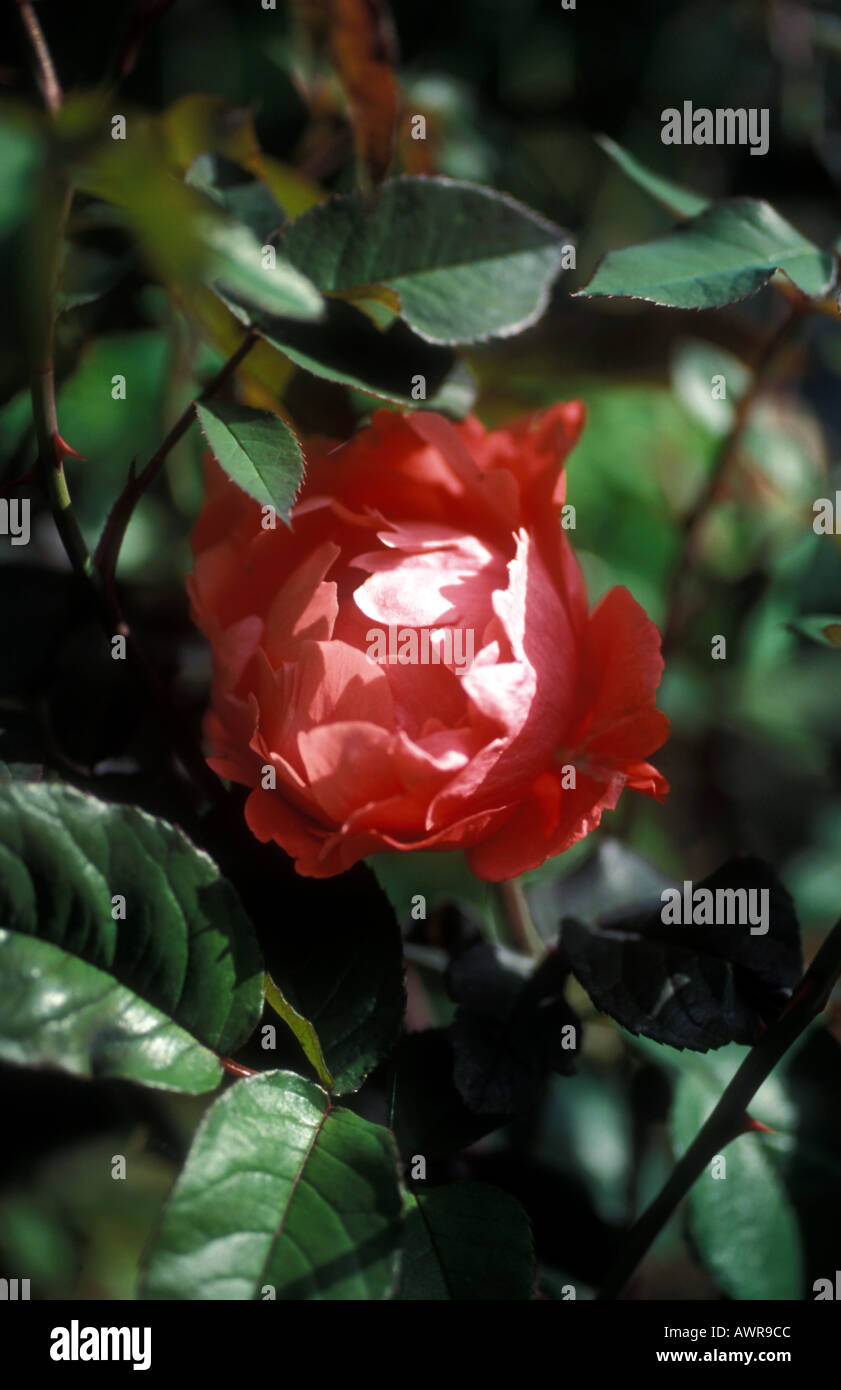 Rose rosa scarlet queen elizabeth hi-res stock photography and images ...