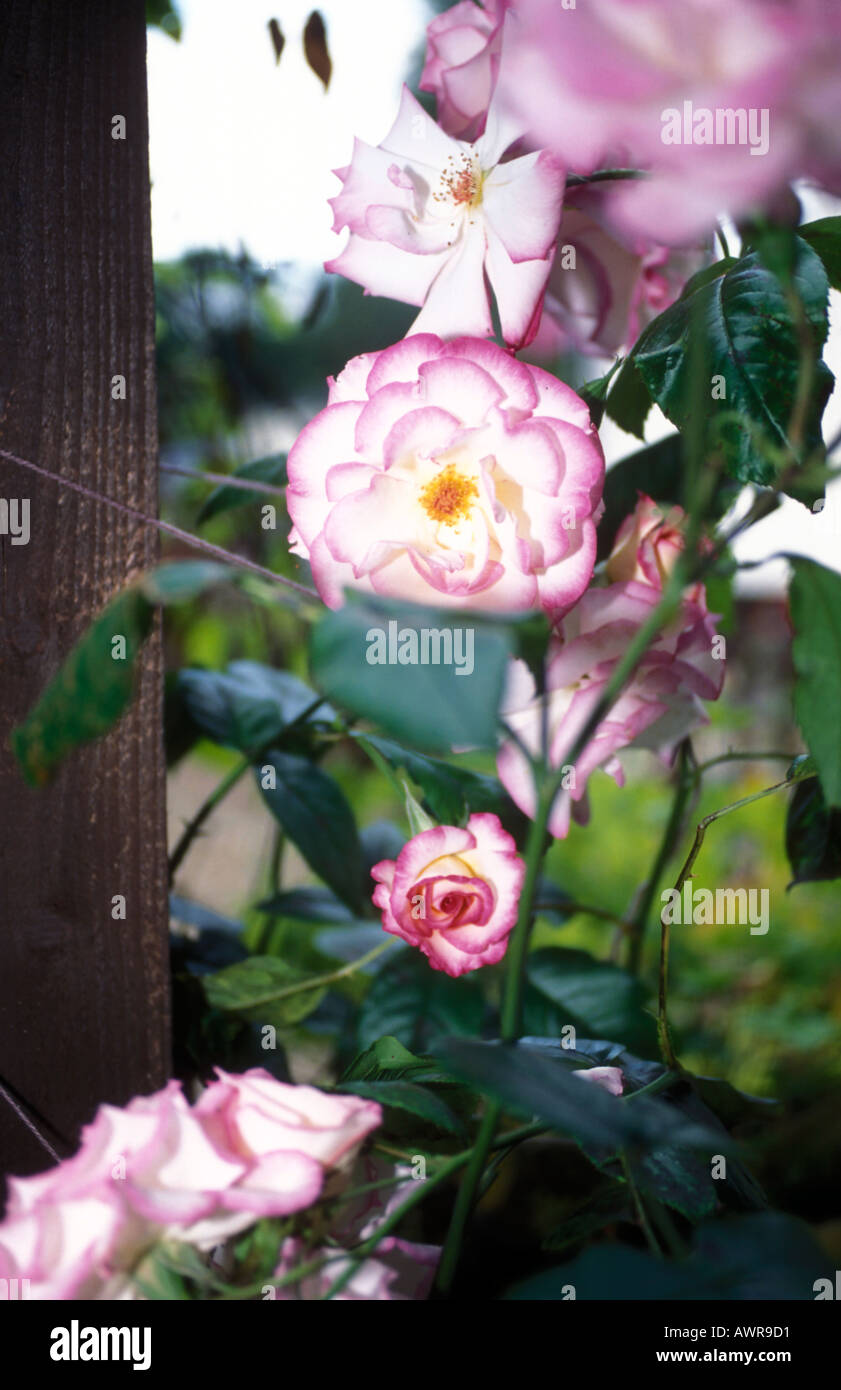 Rose rosa hybrida hi-res stock photography and images - Alamy