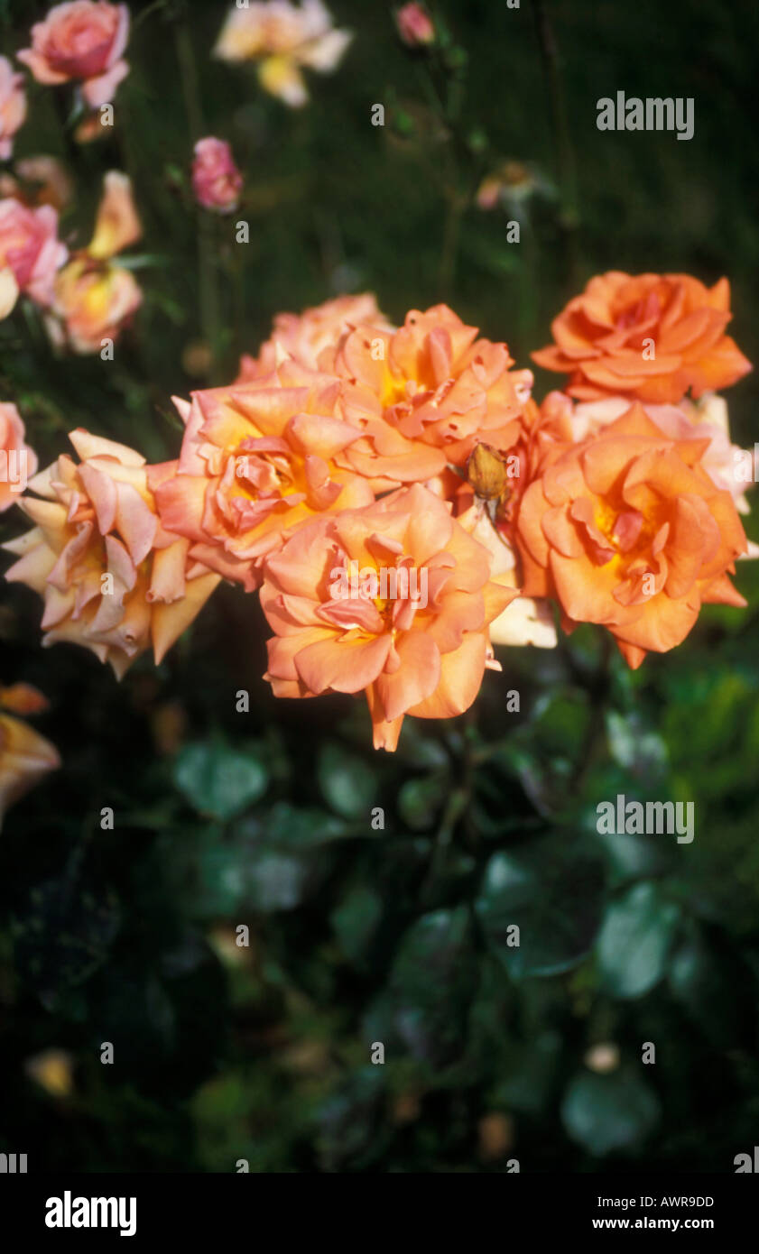 Peachy pink rose hi-res stock photography and images - Alamy