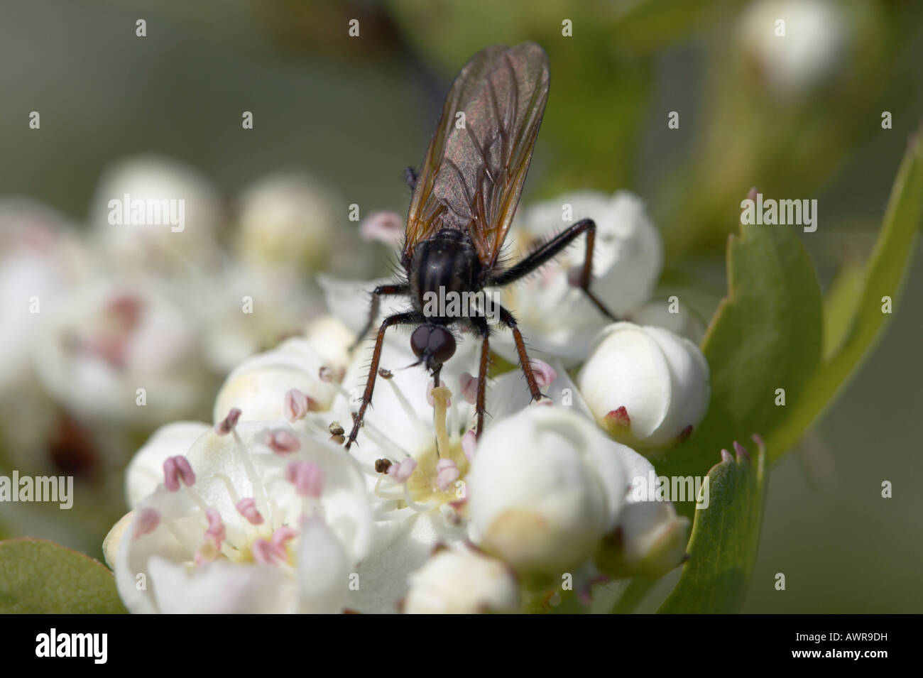 Bibio hortulanus on hawthorn flowers Stock Photo - Alamy