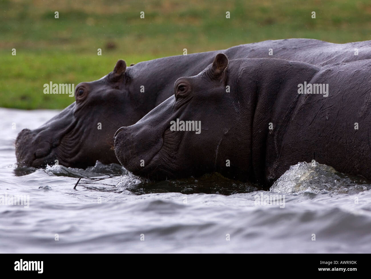 Hippopotamus, Hippopotamus Amphibius, slide into the waters of the ...