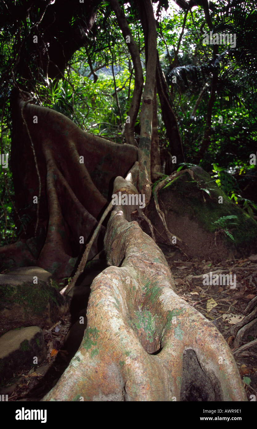 Jungle Buttress Root. Okinawa, Japan Stock Photo - Alamy
