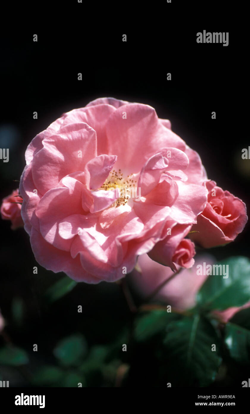 Old English Pink Rose Stock Photo - Alamy