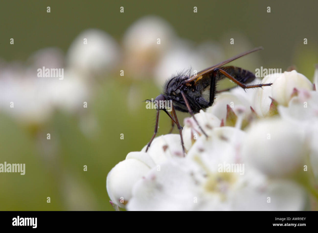Bibio hortulanus on hawthorn flowers Stock Photo - Alamy