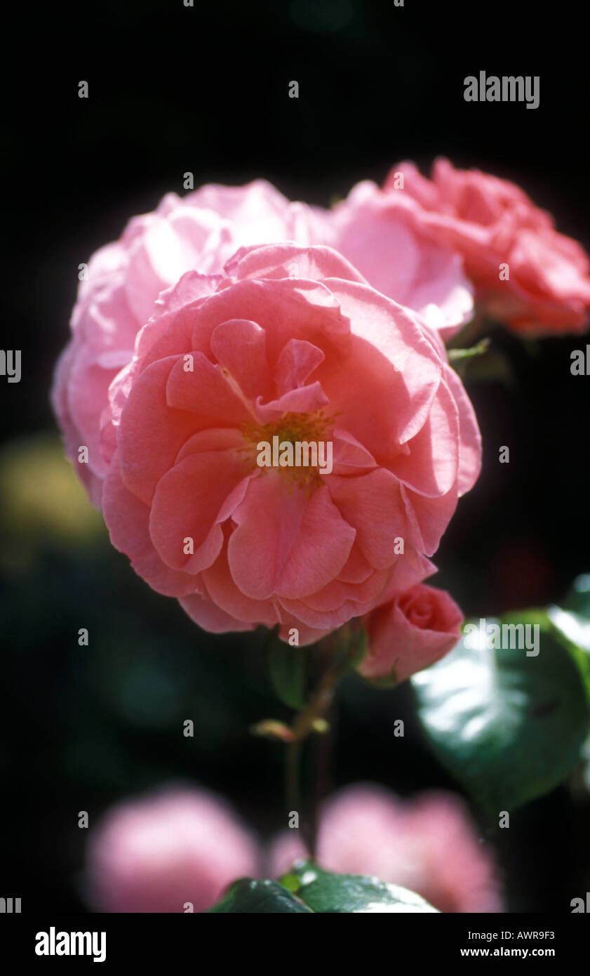 Old English Pink Rose Stock Photo - Alamy