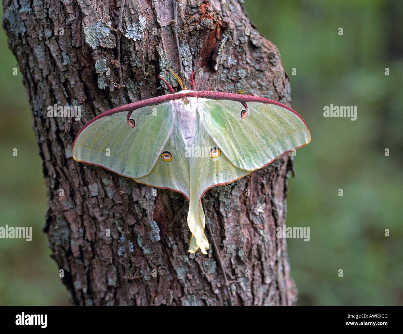 The Luna Moth Actias luna Stock Photo - Alamy