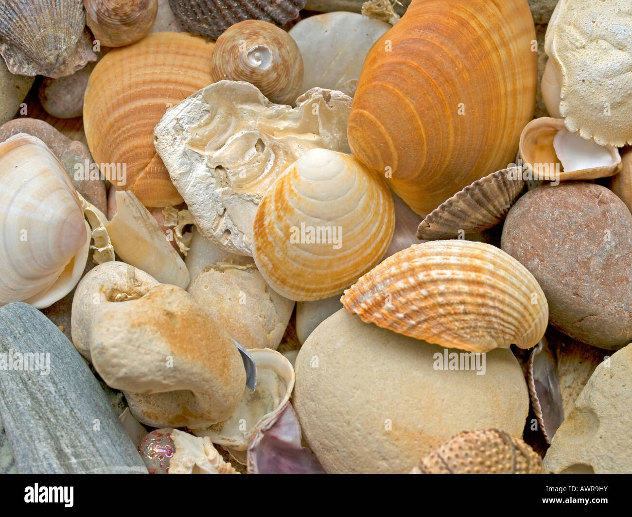 many different seashells and stones Stock Photo - Alamy
